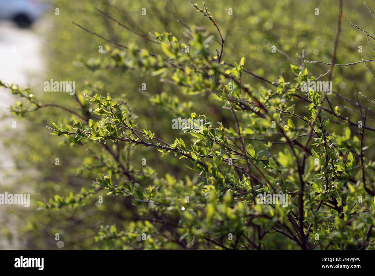 background, road, outdoor, horizontal, tree, foliage, park, nature ...