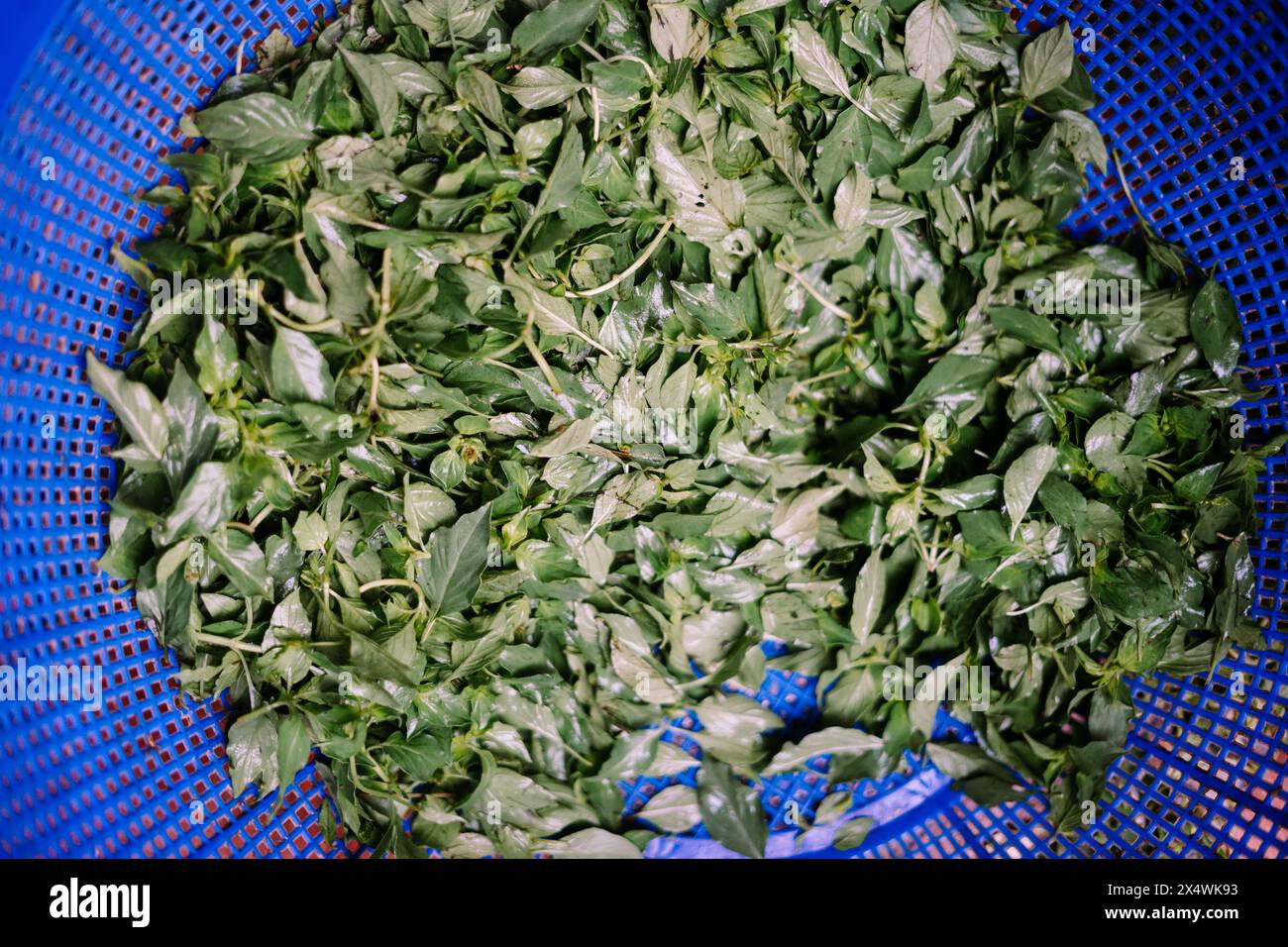 Basil, also called great basil, is a culinary herb of the family ...