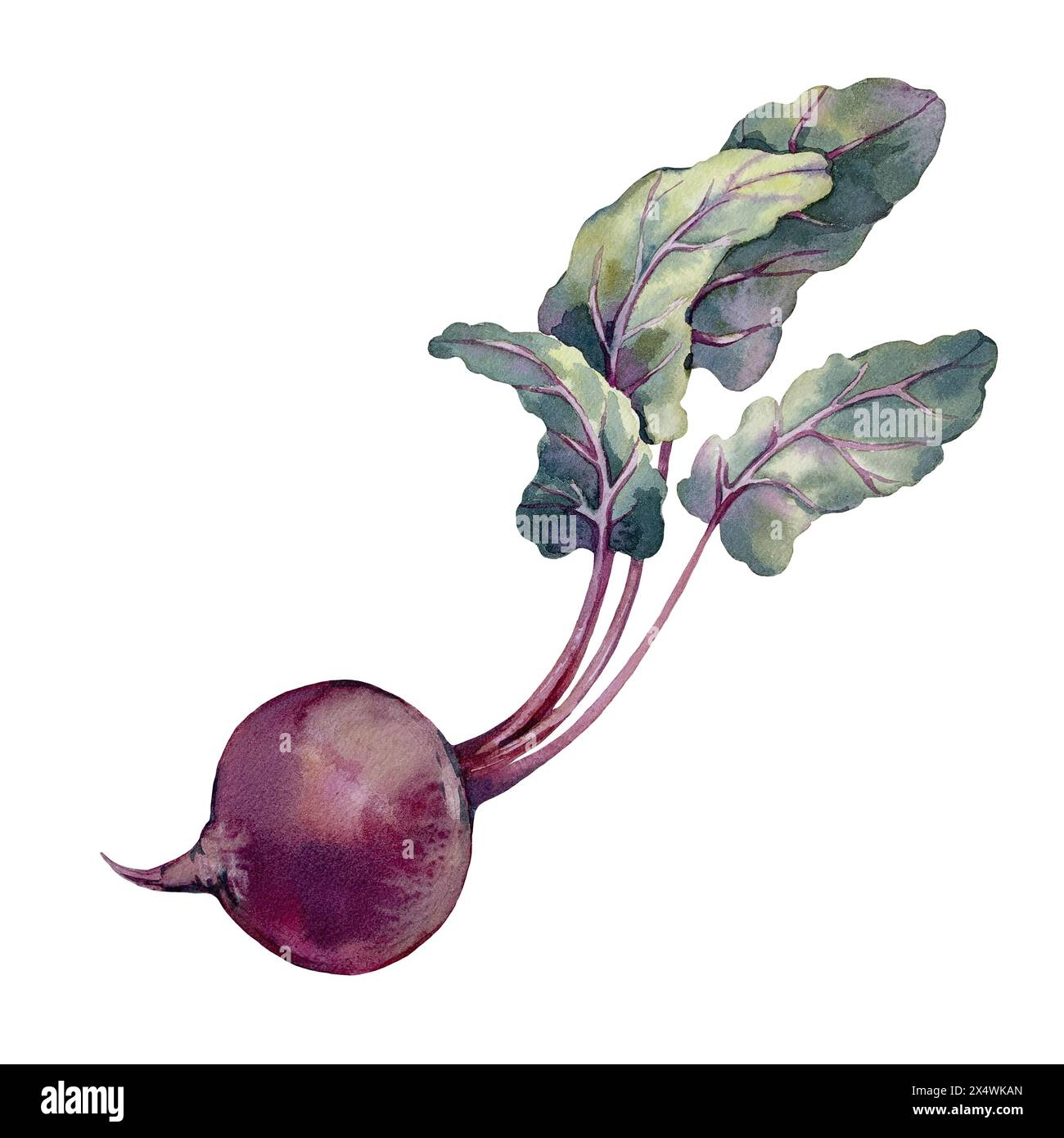 Beet root with leaves. Watercolor illustration isolated on white ...