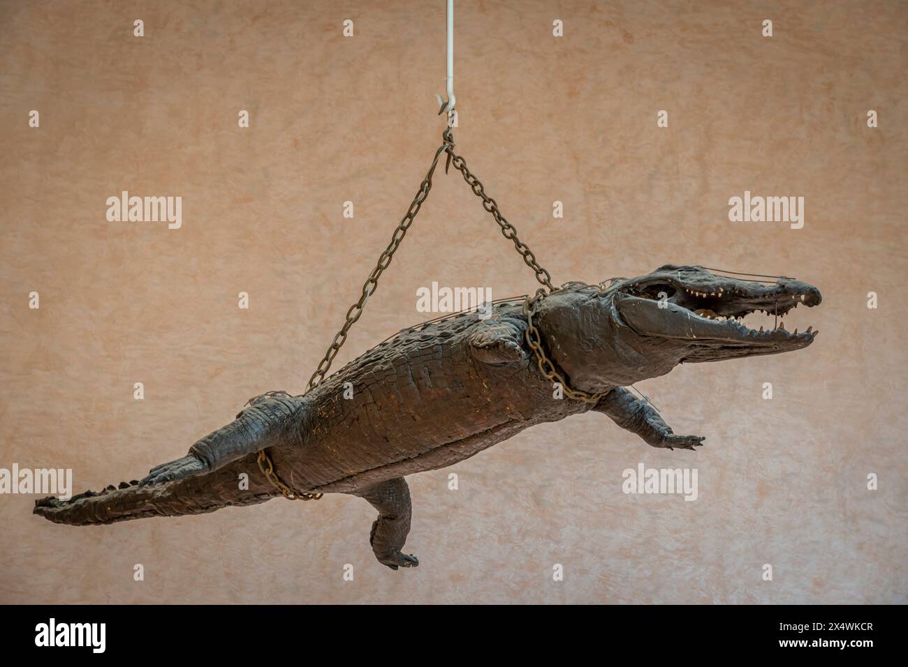 Nîmes, France - 04 17 2024: View of the four stuffed crocodiles on the ...