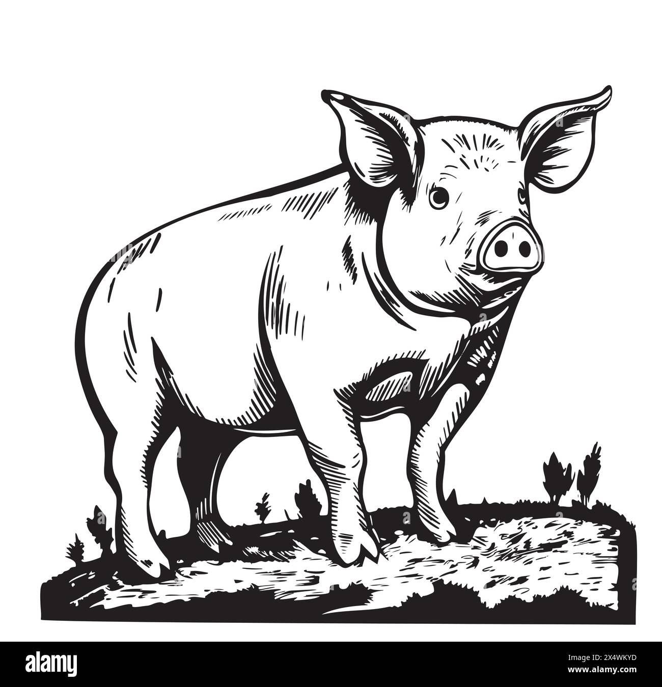 Pig vector engraving hand drawn illustration Stock Vector Image & Art ...