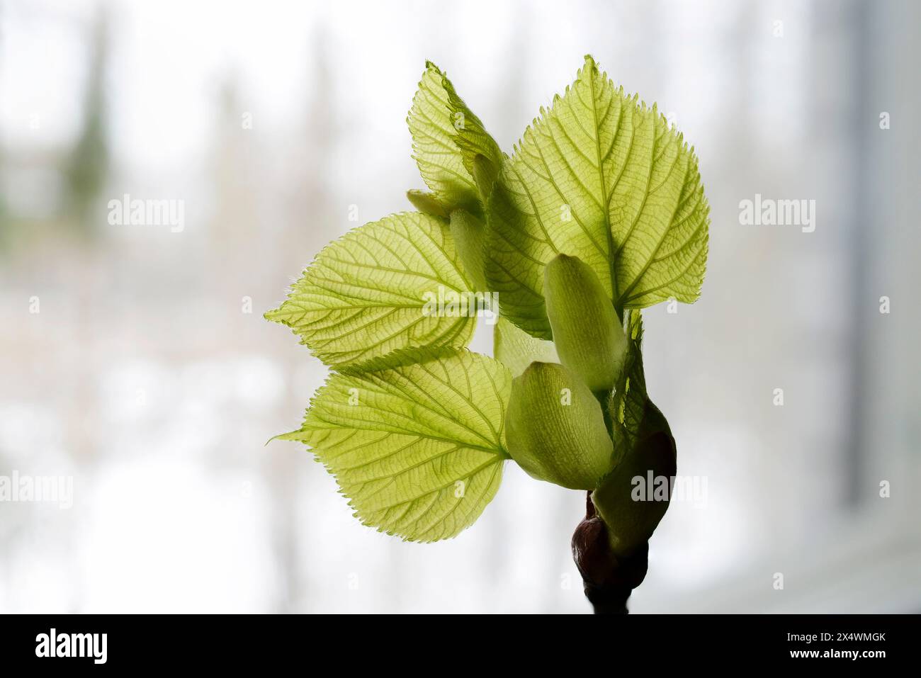 Botanical bud buds opening growth budding spring hi-res stock ...