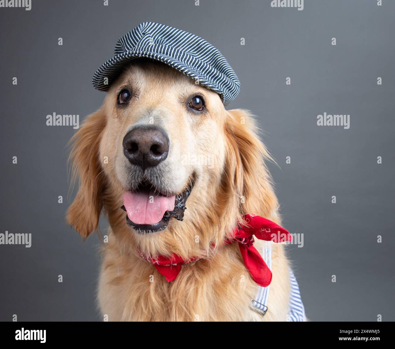 Golden Retriever dressed in a railroad worker costume Stock Photo - Alamy