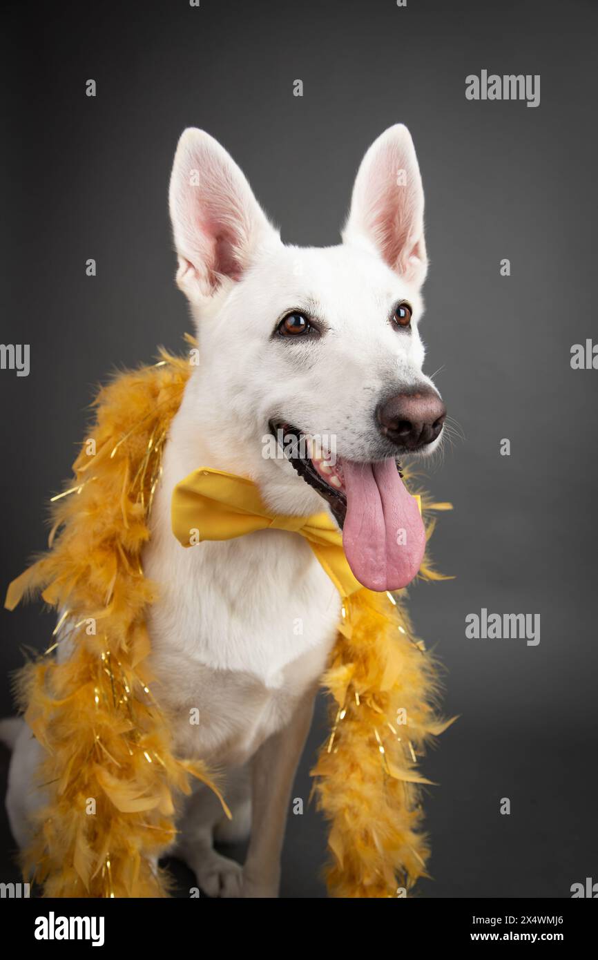 White German Shepherd wearing a golden feather boa and bow tie Stock ...