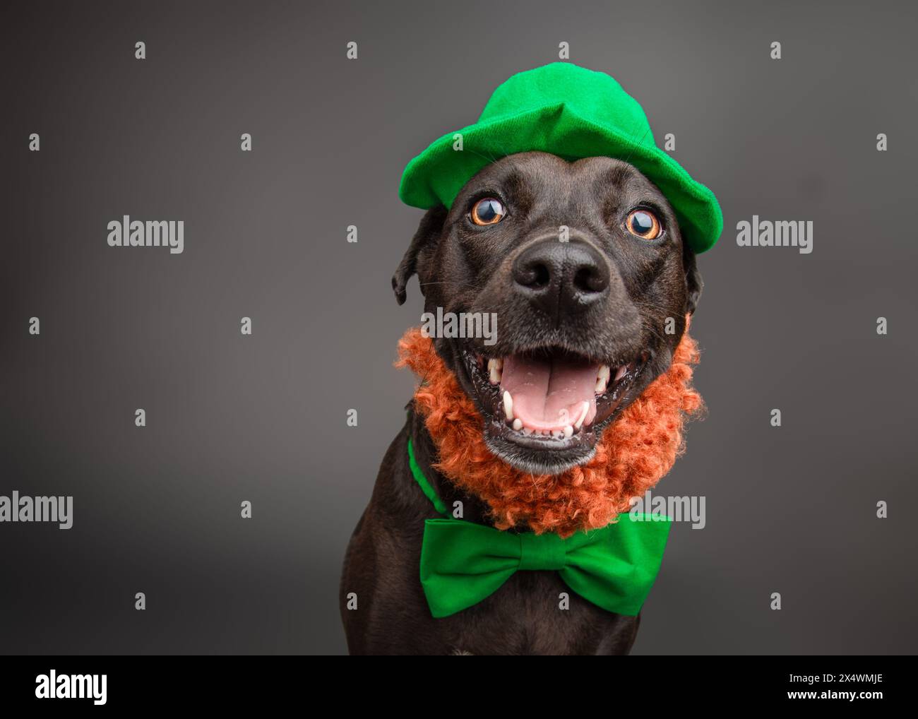 Black terrier mix dog wearing a Leprechaun costume for St Patrick's Day ...