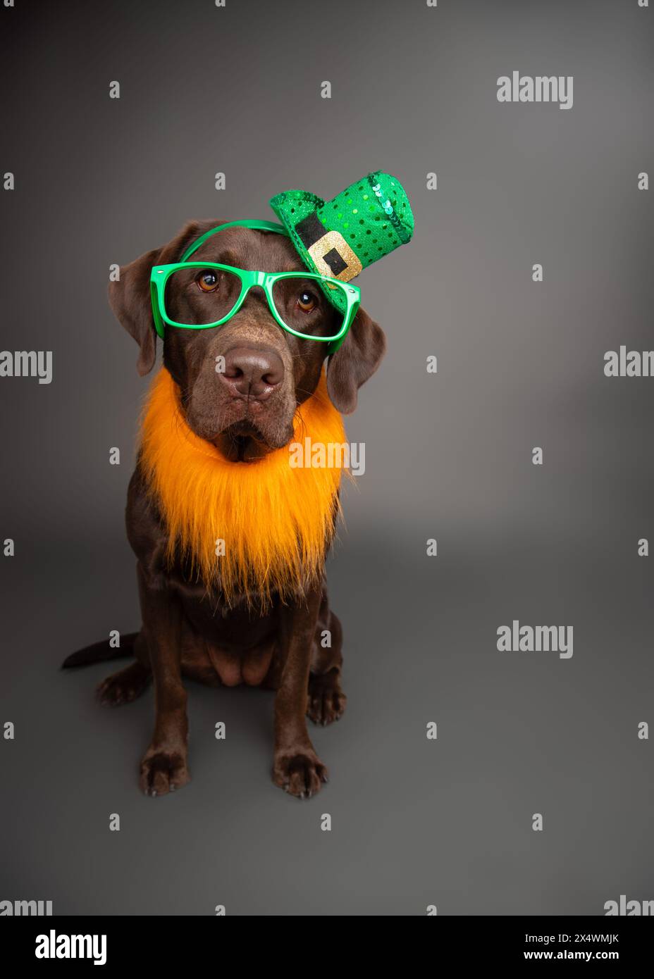 Chocolate Labrador retriever dressed as a Leprechaun Stock Photo - Alamy