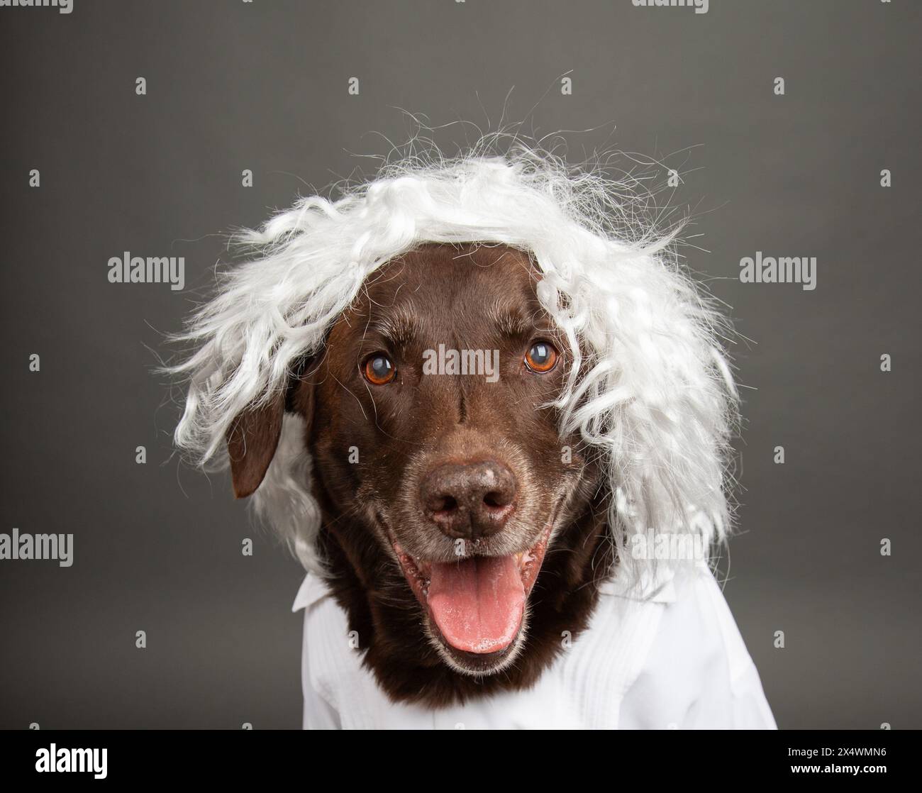 Portrait of a chocolate American Labrador retriever wearing a mad ...