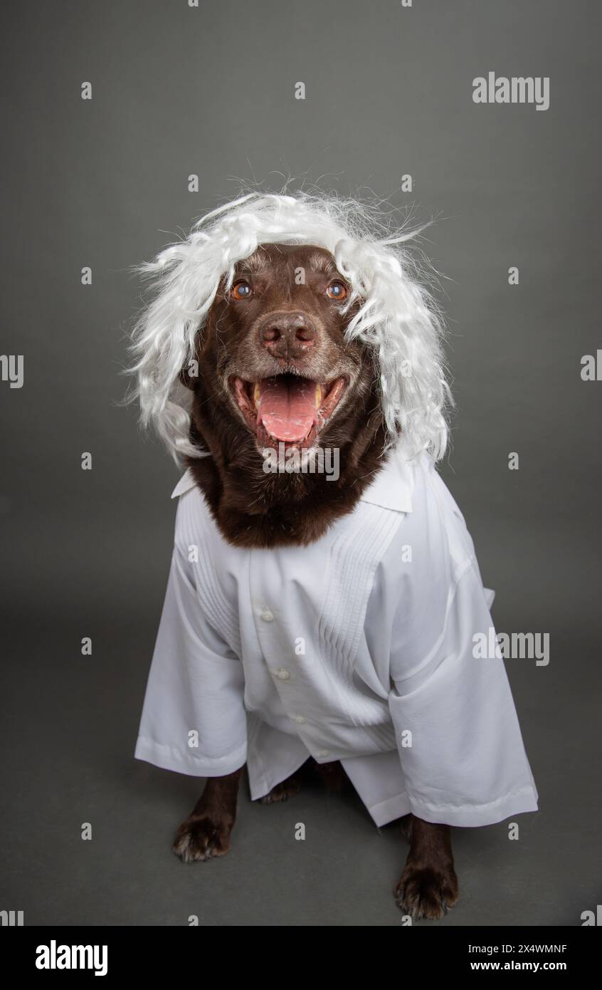 Portrait of a chocolate American Labrador retriever wearing a mad ...