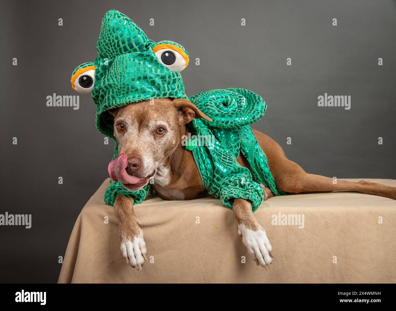 Pit bull mix licking it's lips while lying on a table wearing a lizard ...