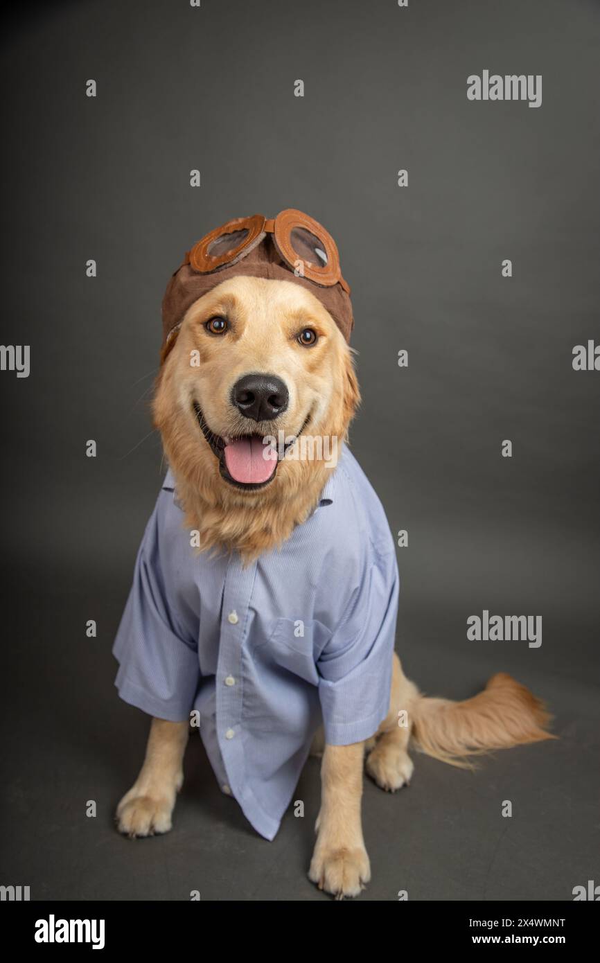 Portrait of a golden retriever wearing a pilot outfit Stock Photo - Alamy