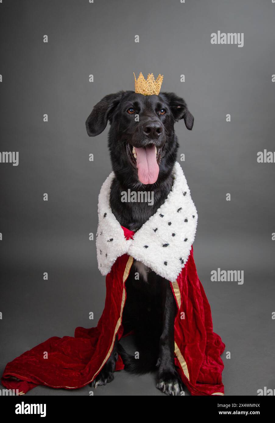 Black labrador retriever dressed as a royalty wearing a crown and robe ...