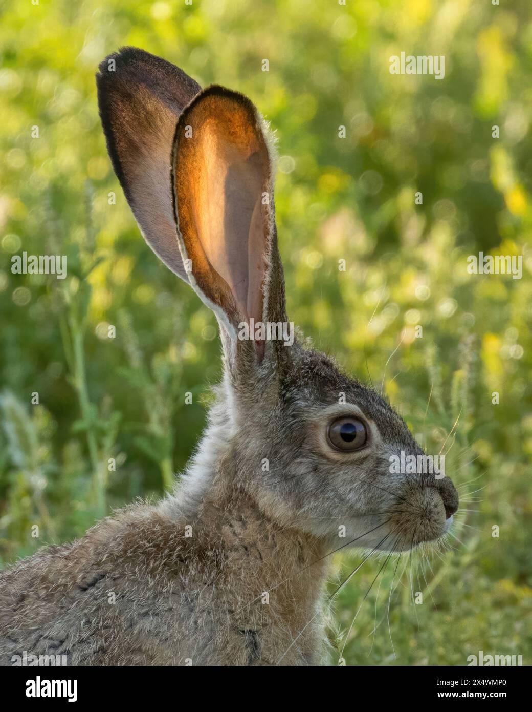 Black tailed jackrabbit hi-res stock photography and images - Alamy