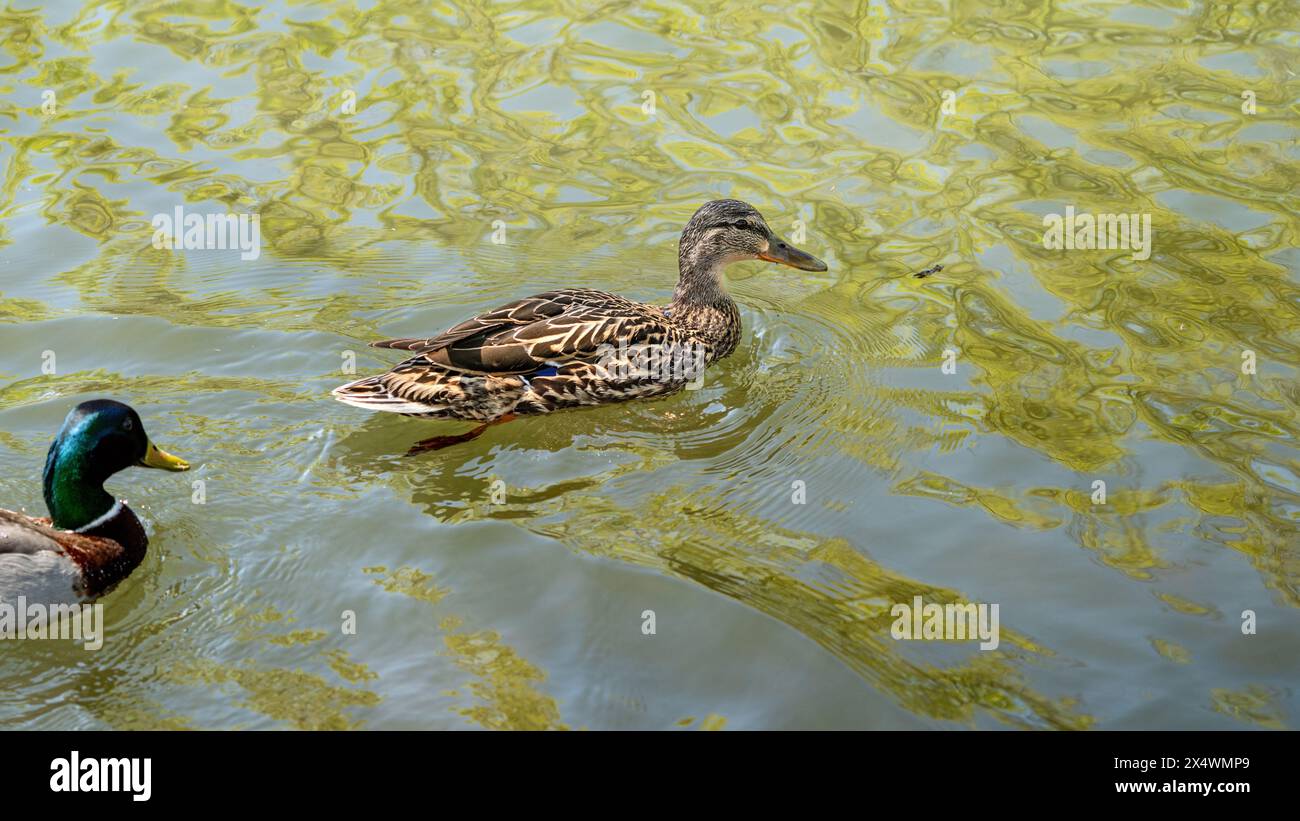 Birds unique patterns hi-res stock photography and images - Alamy