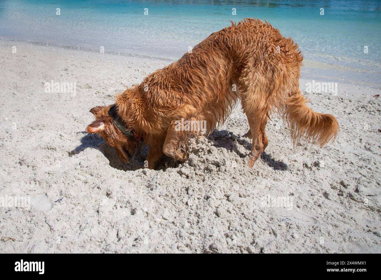 Golden retriever digging hi-res stock photography and images - Alamy