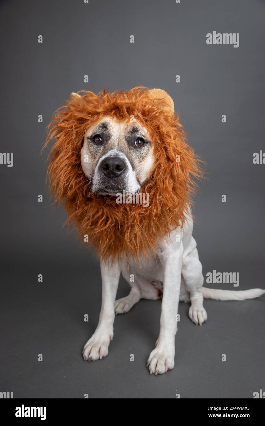 Portrait of a pit bull dog dressed in a Lion costume Stock Photo - Alamy