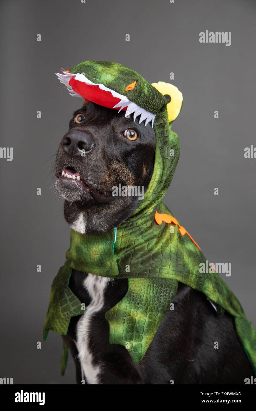 Portrait of a black labrador retriever dressed as an Alligator Stock ...