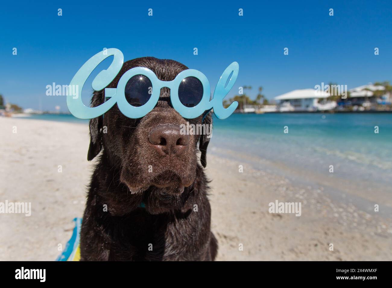 Chocolate labrador sitting on the beach wearing cool sunglasses ...