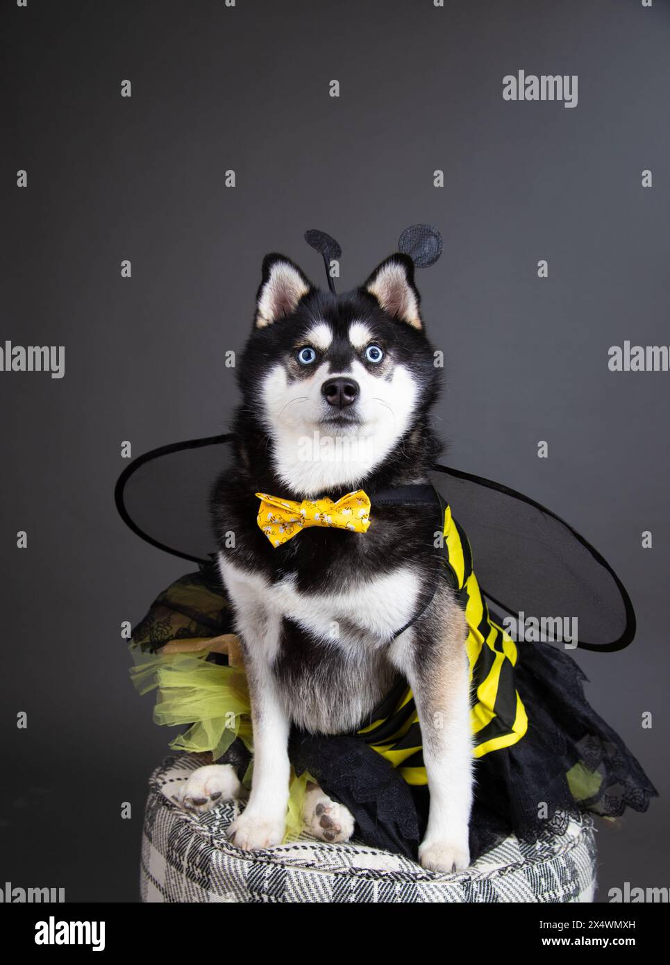 Portrait of an Alaskan Klee Kai sitting on a stool dressed in Bumble ...