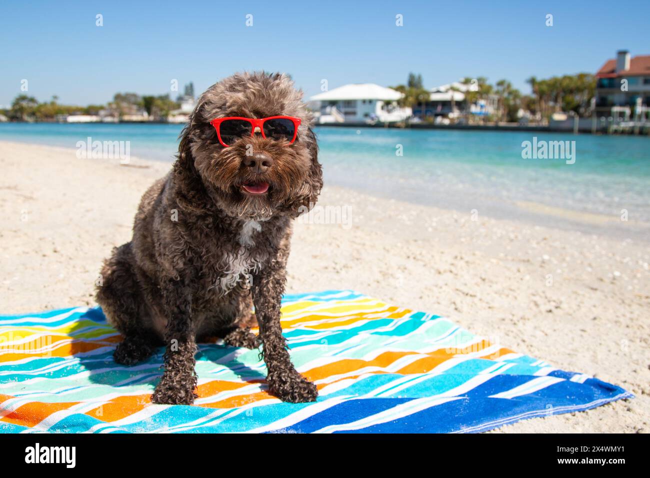 Mini chocolate cockapoo wearing sunglasses sitting on a on towel on ...