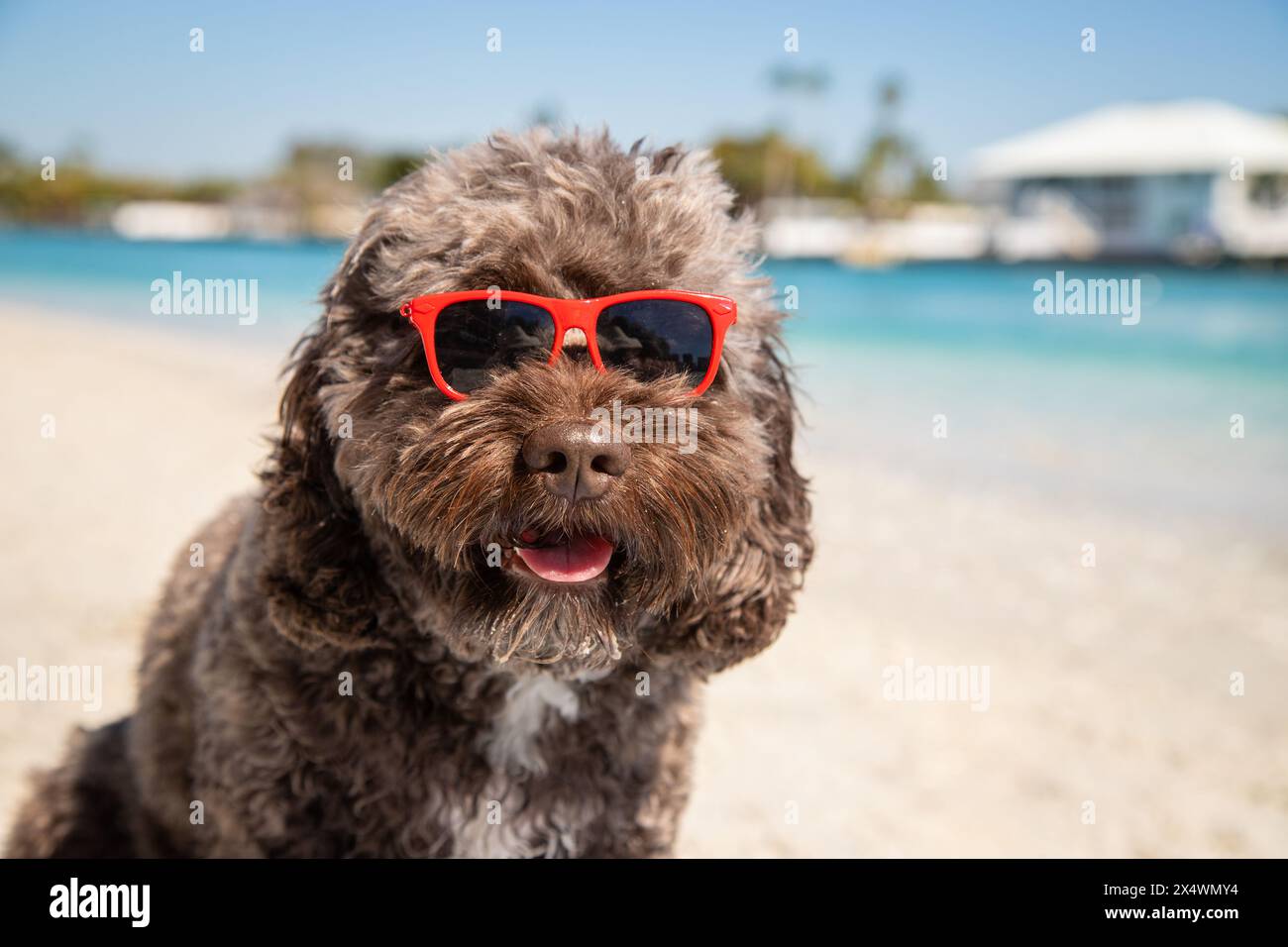 Mini cockapoo standing on the beach wearing red sunglasses, Florida ...
