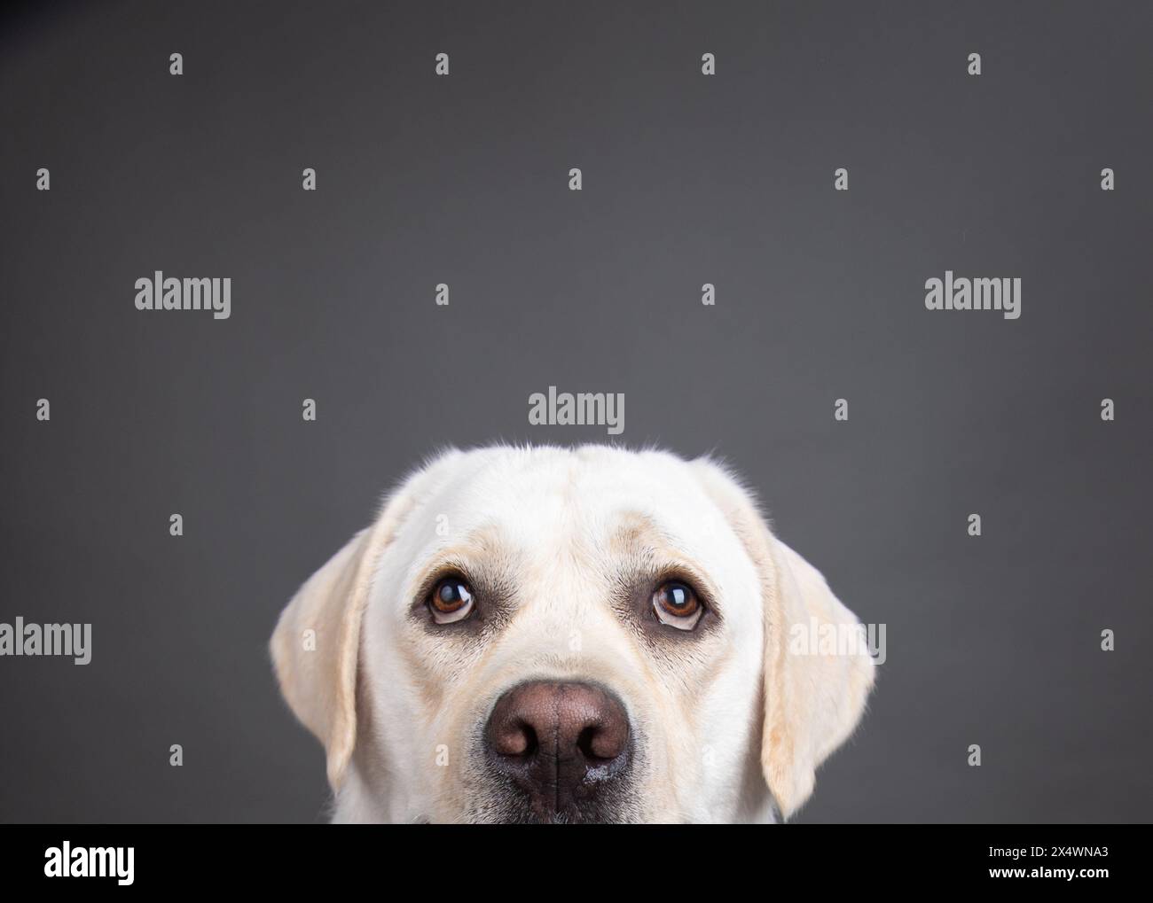 Close-up of a cream english labrador Retriever's face against a grey ...