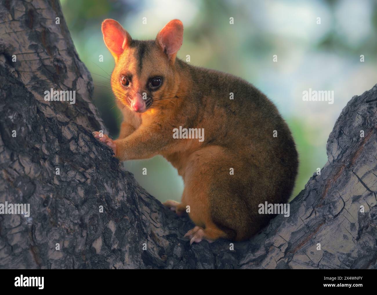 Portrait of a wild golden colour Common Brushtail Possum (Trichosurus ...