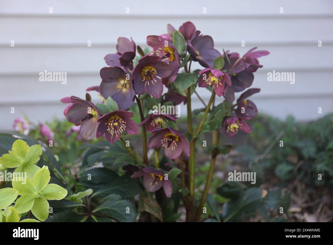 Maroon Hellebores and light green and yellow Hellebore flowers ...