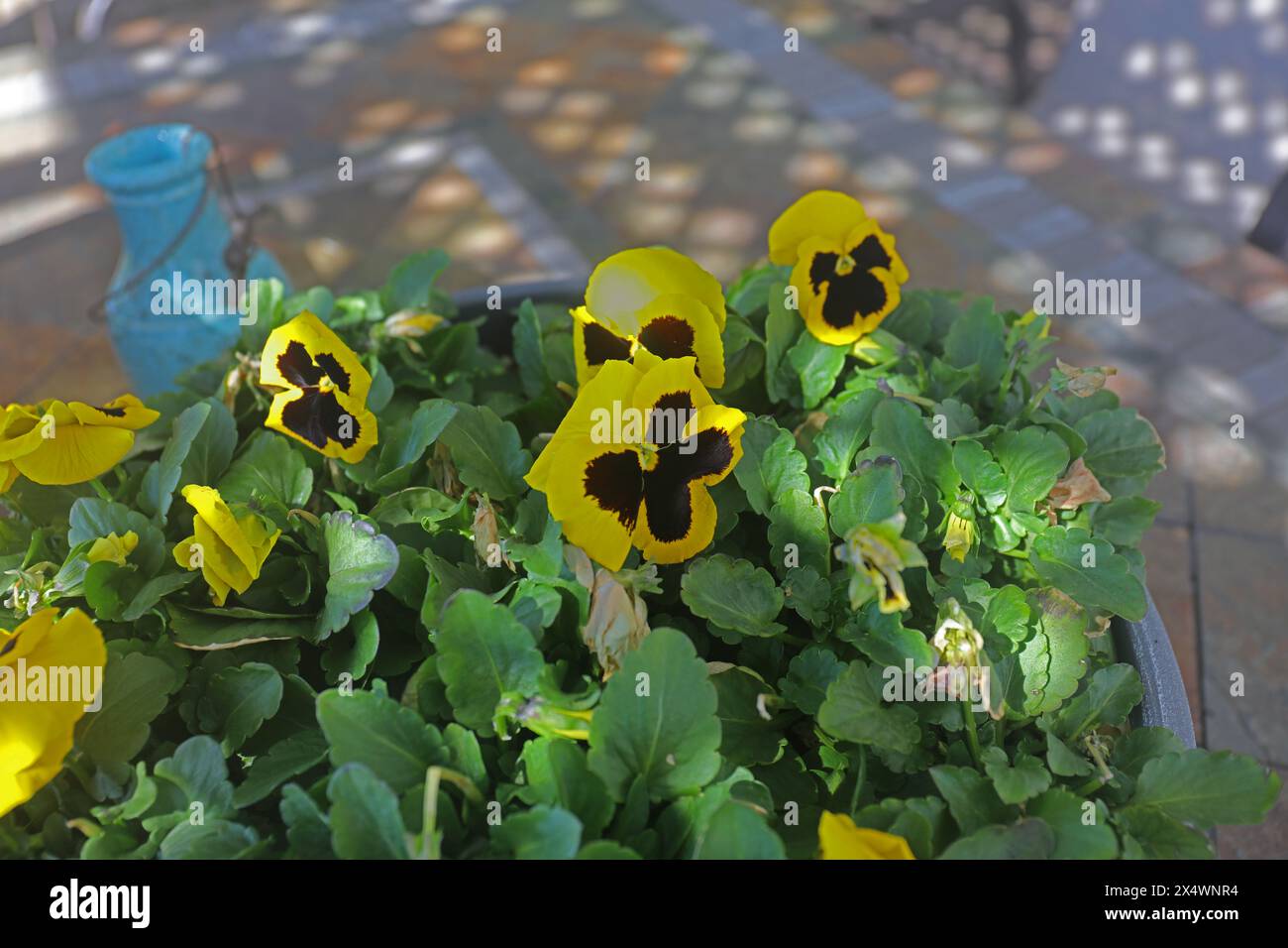 A planter filled with yellow and black Pansy flowers, on a patio table ...