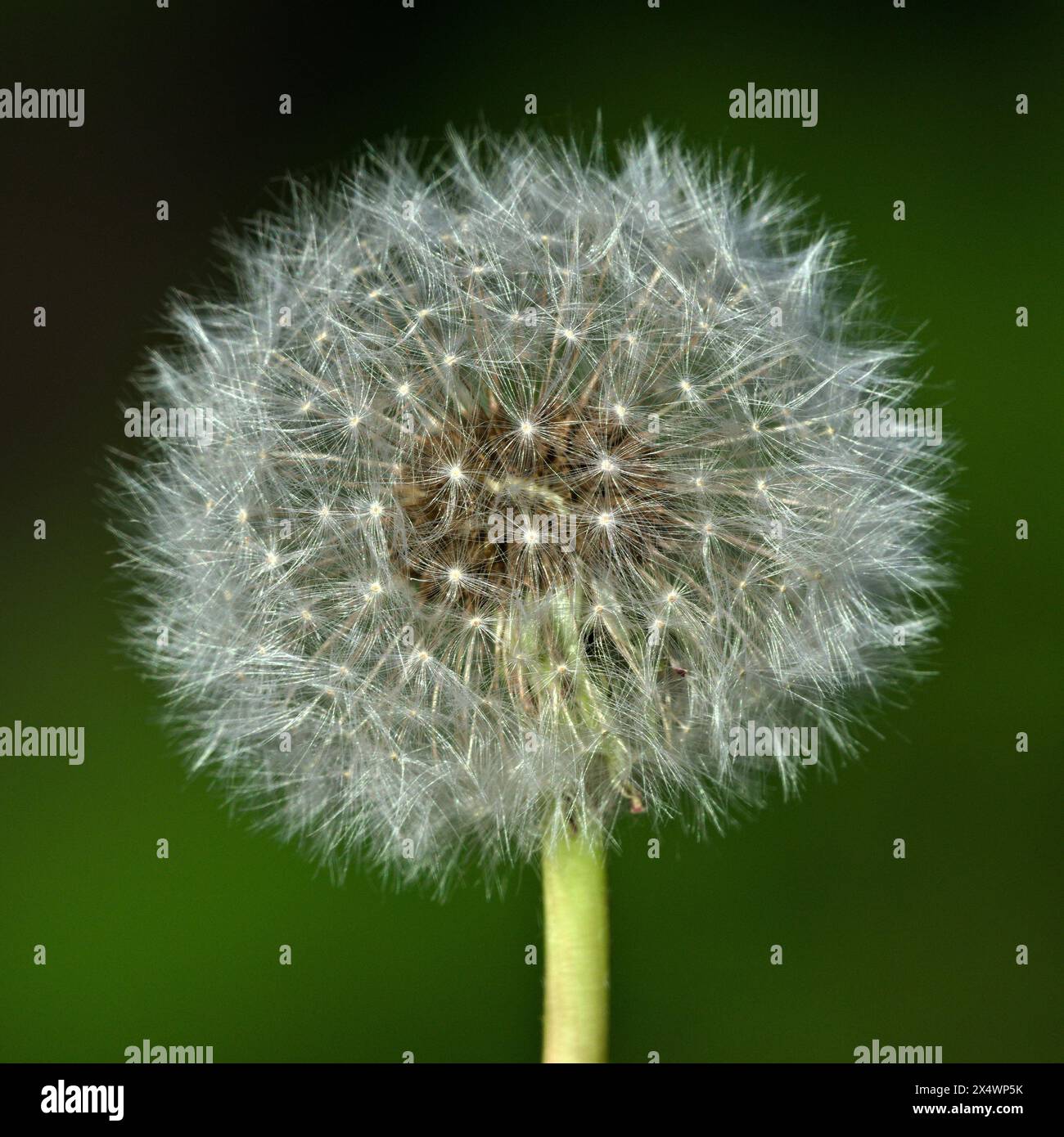Overblown Taraxacum officinale herb. Many seeds in springtime Stock ...