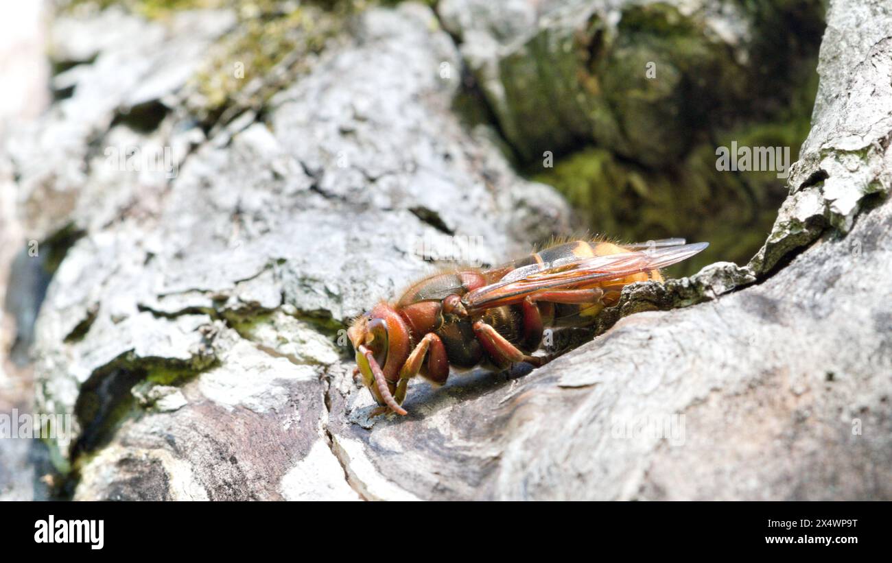 Vespa crabro aka European hornet guards the entrance to the nest in old ...