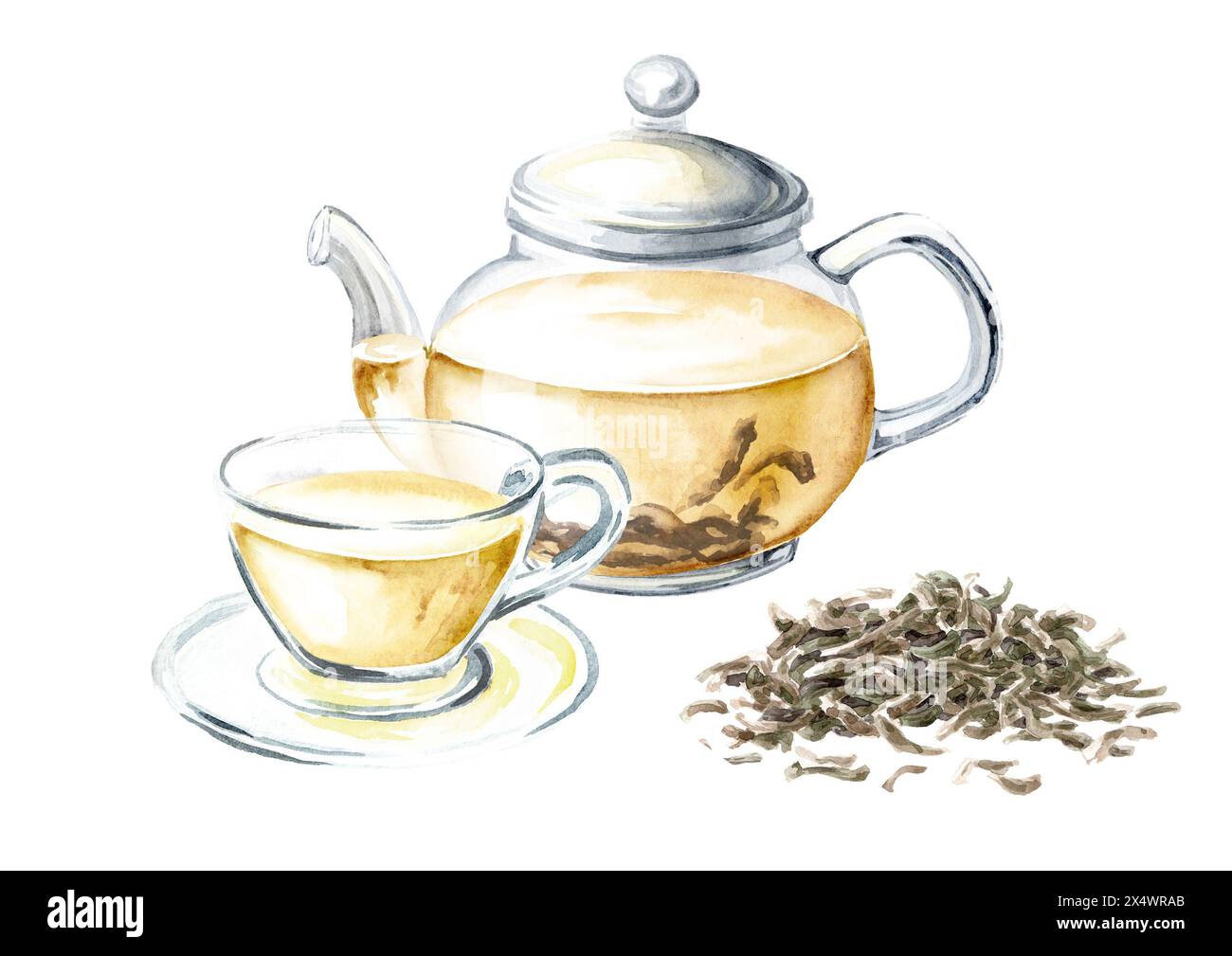 Glass transparent teapot with White tea. Hand drawn watercolor ...