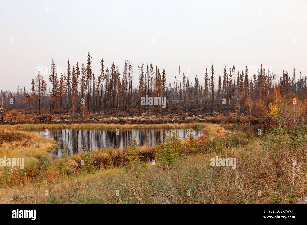 Pond surrounded by trees burned by wildfire, Northwest Territories ...