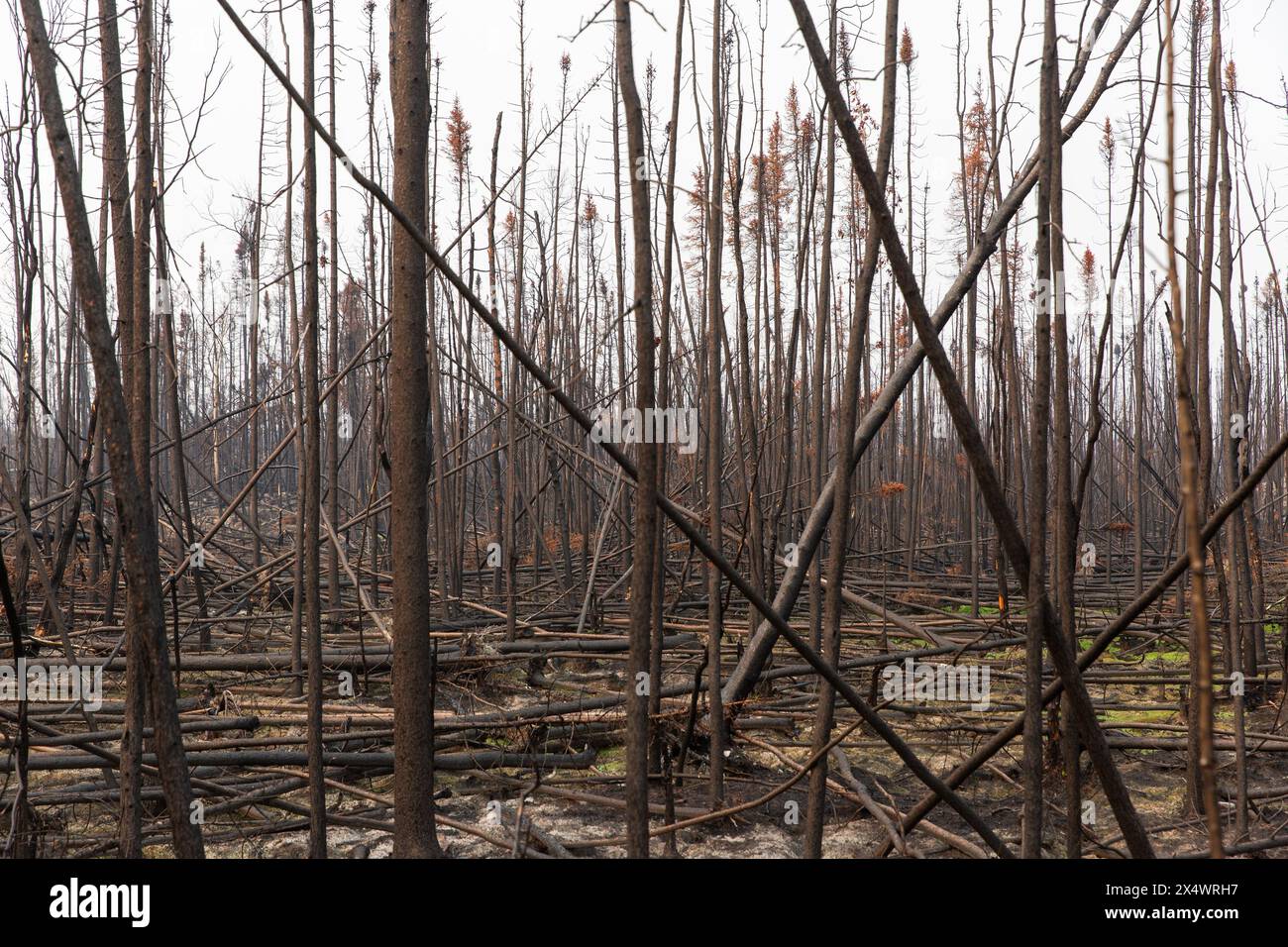 Burned and fallen trees from wildfires, Northwest Territories, Canada ...