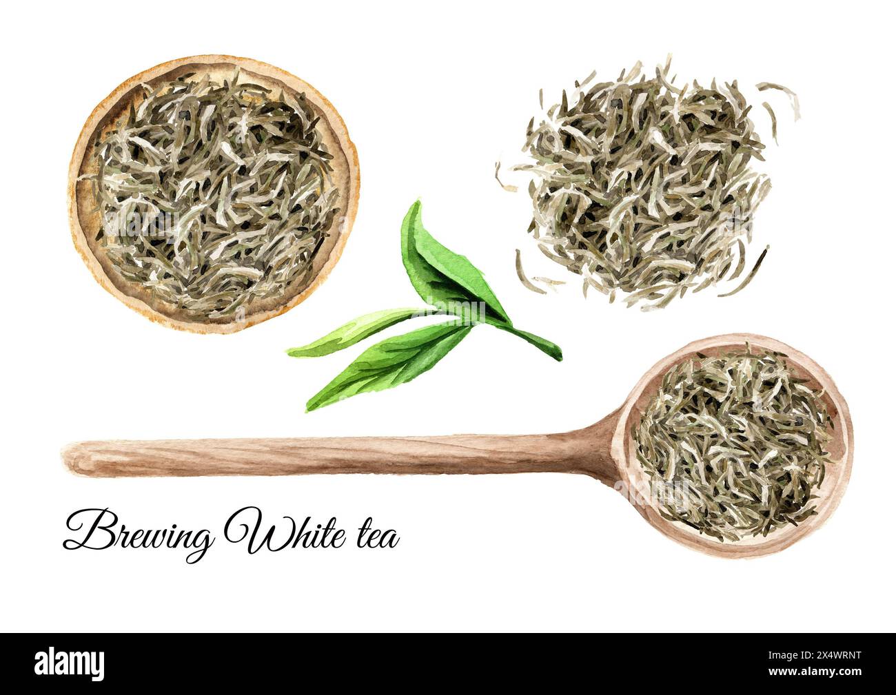 White tea brewing set, top view. Hand drawn watercolor illustration ...