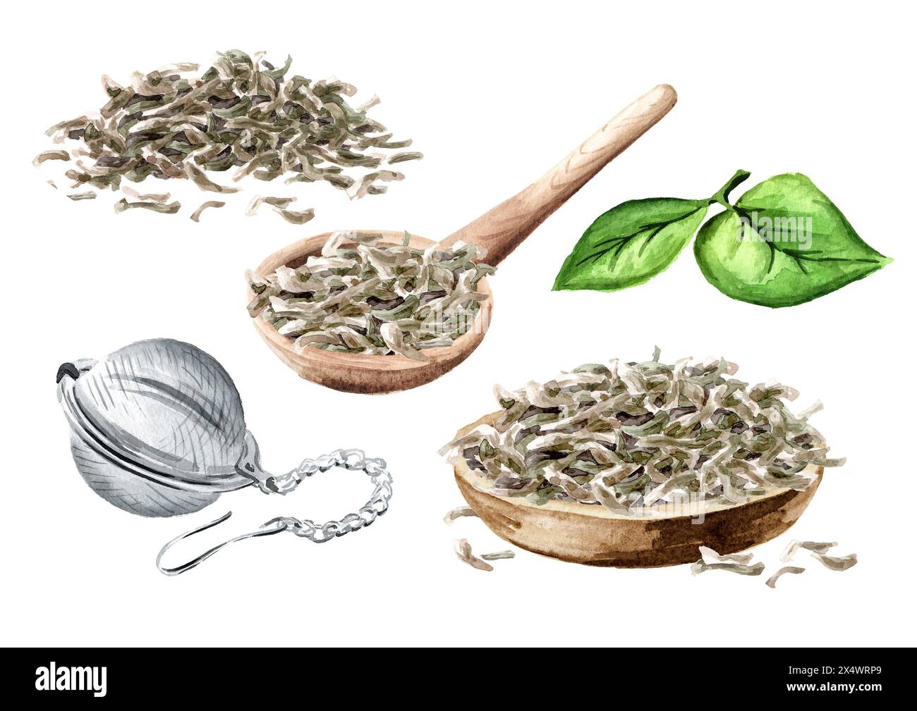 White tea brewing set. Hand drawn watercolor illustration, isolated on ...