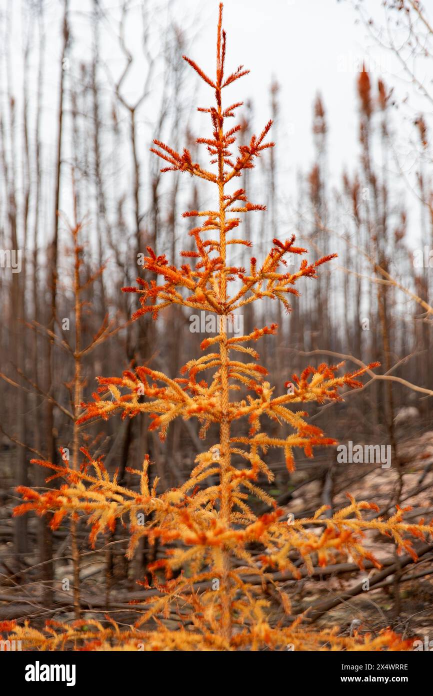 Bright orange spruce tree burned in wildfire, Northwest Territories ...