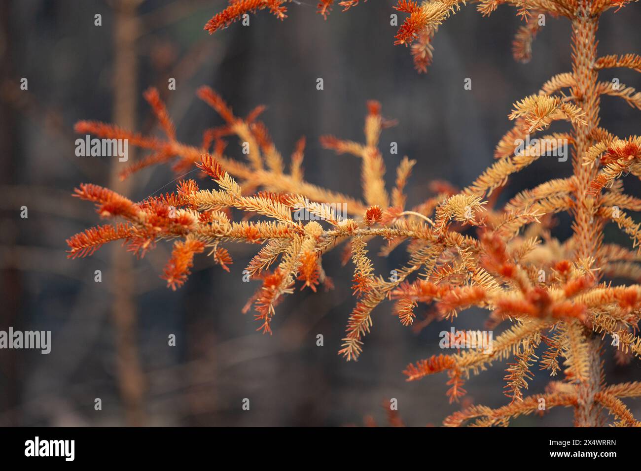 Bright orange spruce tree burned in wildfire, Northwest Territories ...