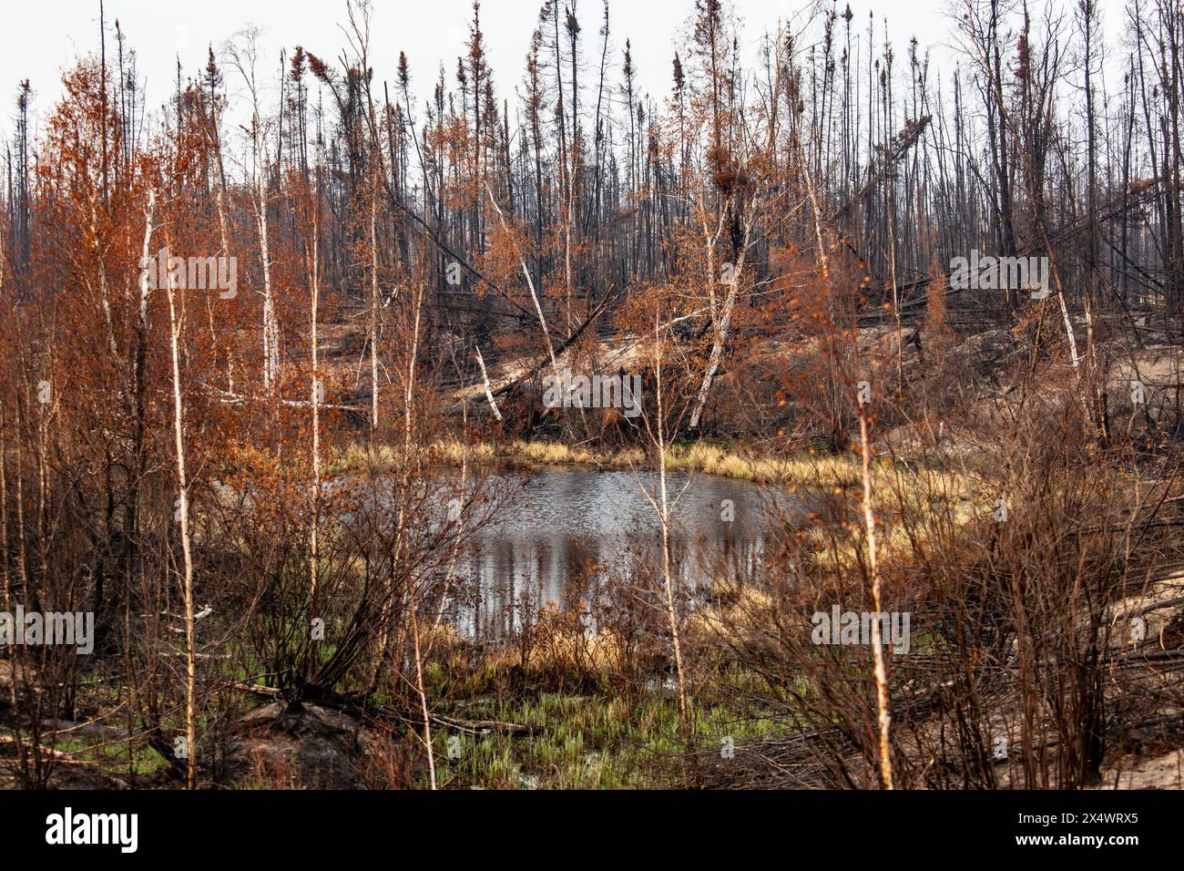 Pond surrounded by burned trees from wildfire, along Highway 3 ...