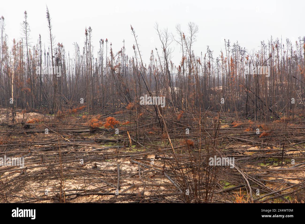 Burned and fallen trees from wildfires, Northwest Territories, Canada ...