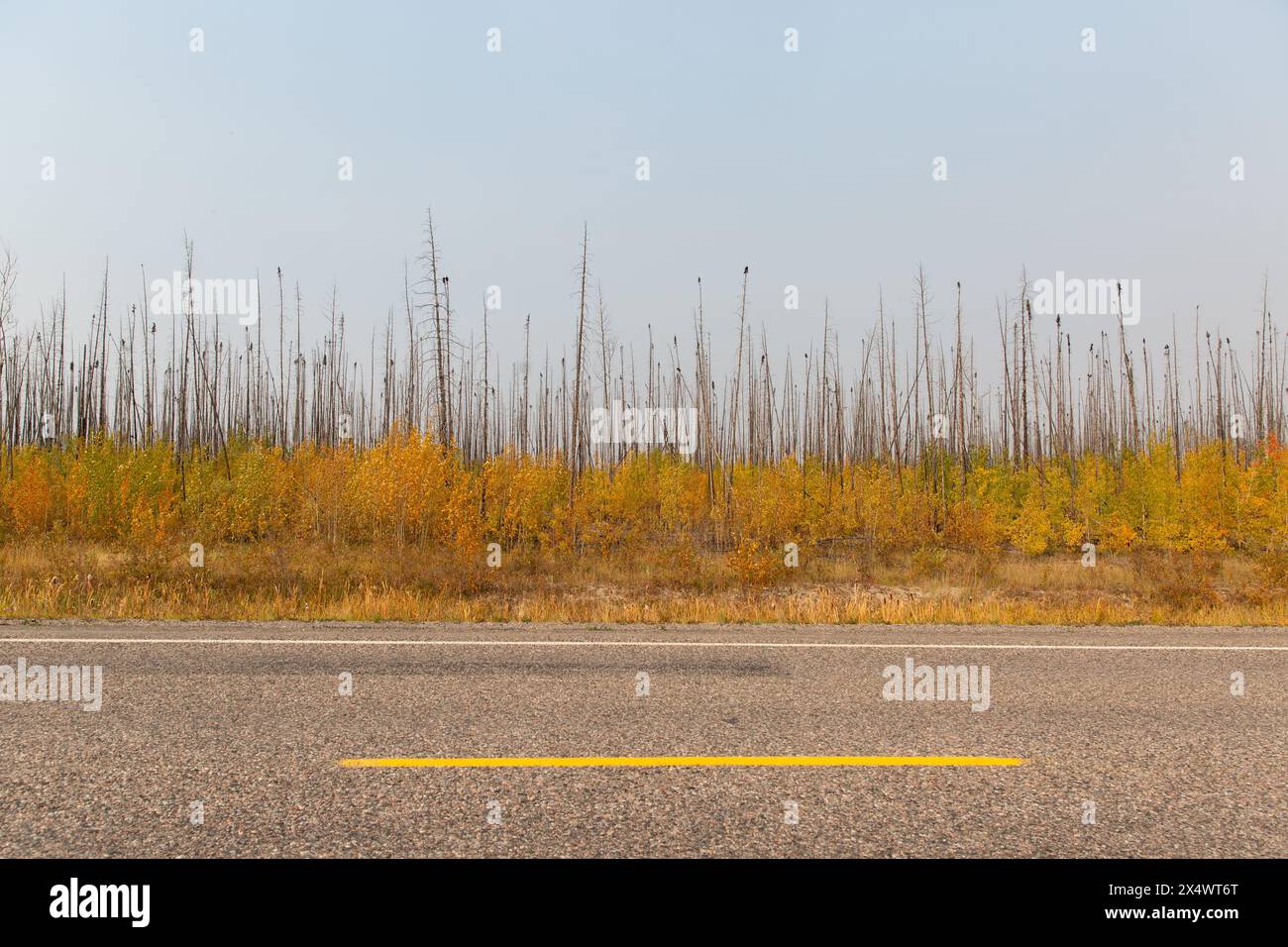 Wildfire-burned coniferous trees amidst fall foliage along Highway 3, Northwest Territories ...