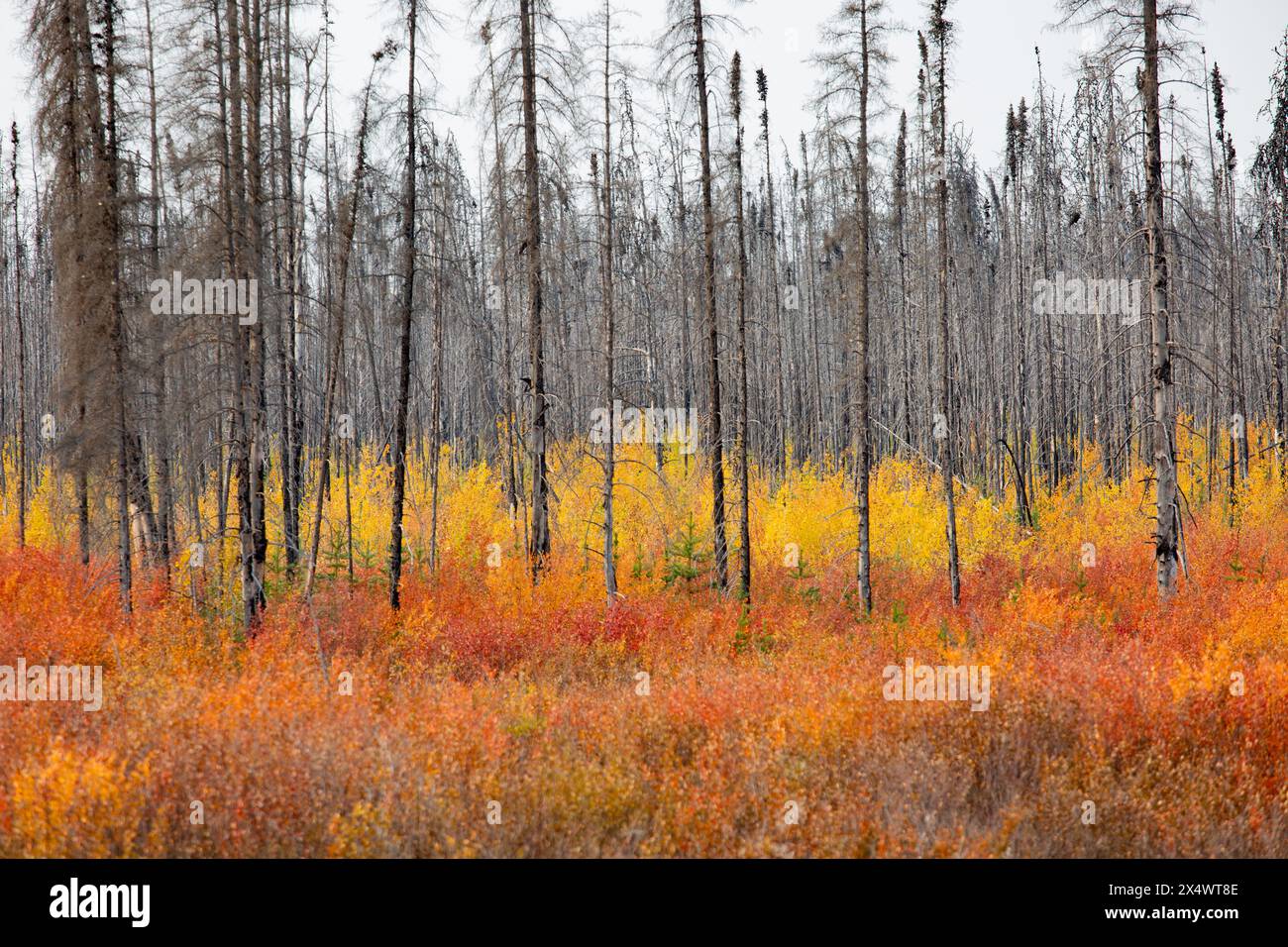 Wildfire-burned coniferous trees amidst brightly-colored vegetation in the fall, Northwest ...