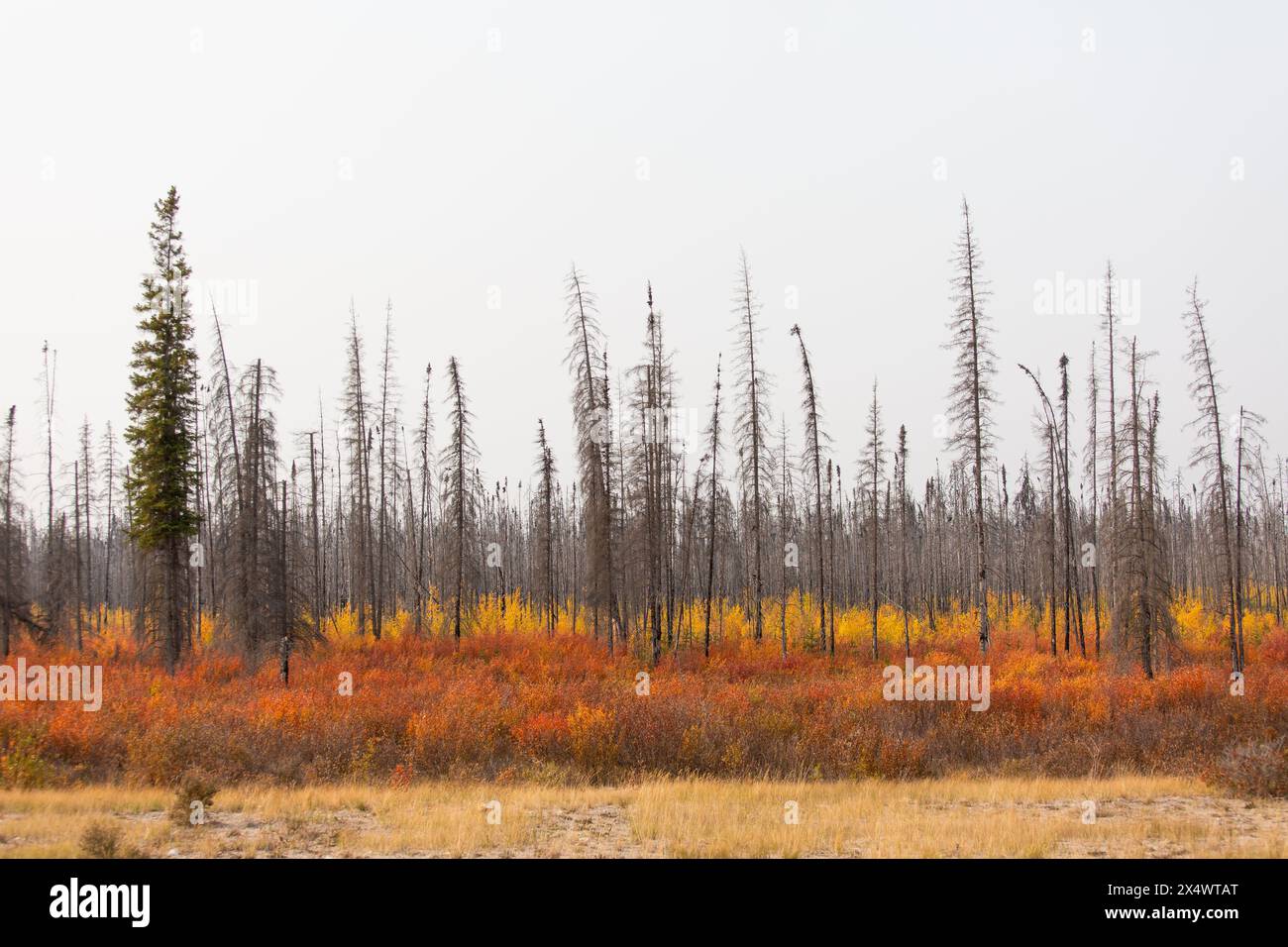 Wildfire-burned coniferous trees amidst brightly-colored vegetation in the fall, Northwest ...