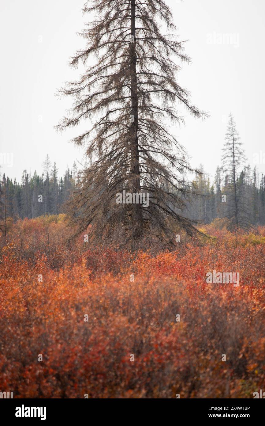 Tamarack hi-res stock photography and images - Alamy
