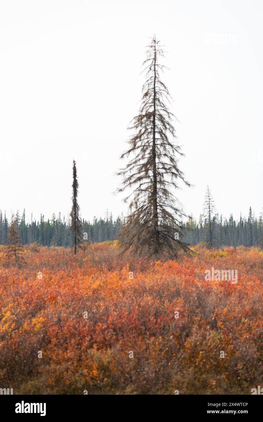 Tamarack hi-res stock photography and images - Alamy