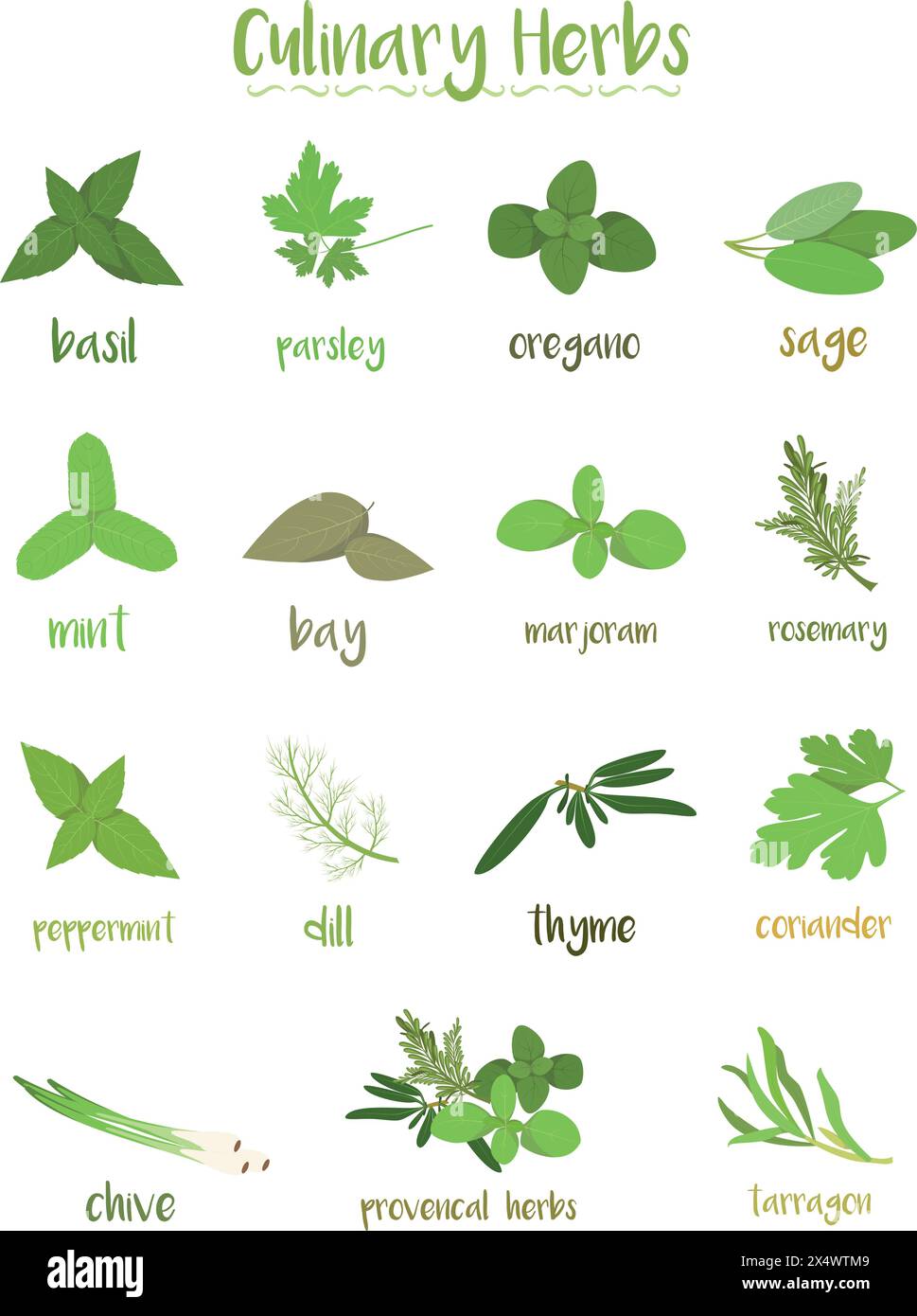 Culinary herbs Stock Vector Images - Alamy