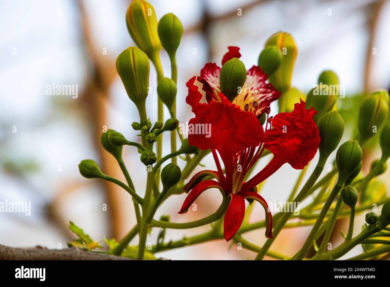 Close-up of red Flame Tree flower in the garden with blur background ...