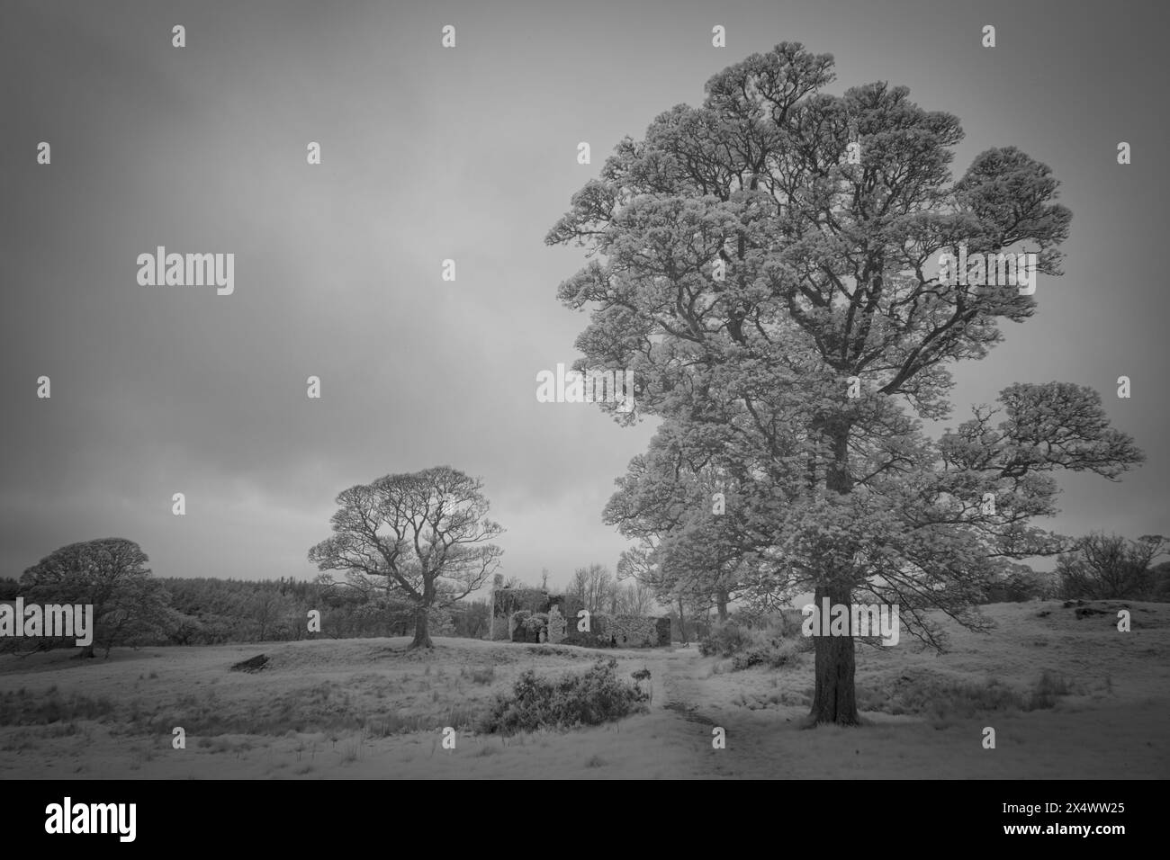 the ruins o gight castle at braes of gight near methlick Aberdeenshire ...