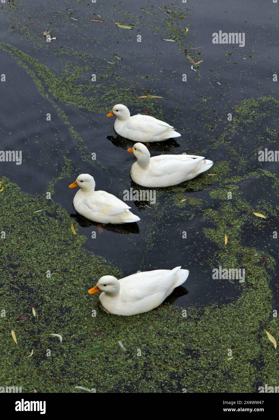 Holland, Volendam (Amsterdam), ducks in a water canal Stock Photo - Alamy