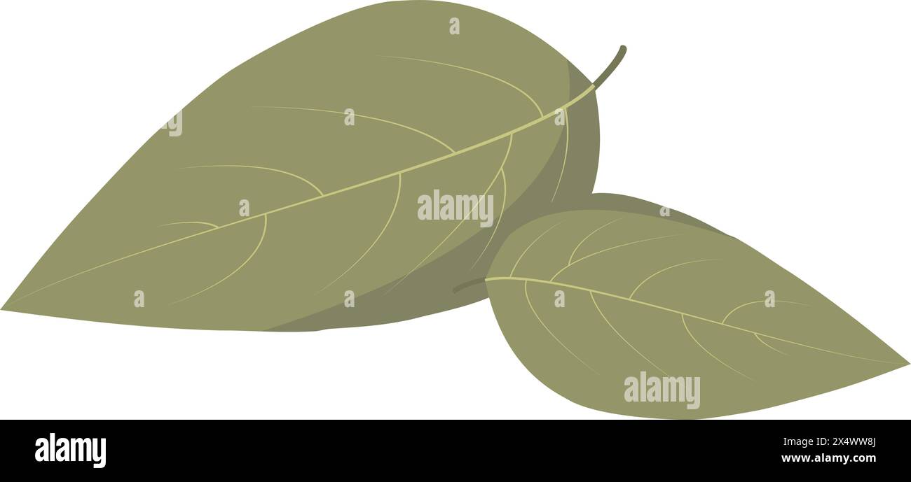Vector bay illustration isolated in cartoon style. Herbs and Species ...