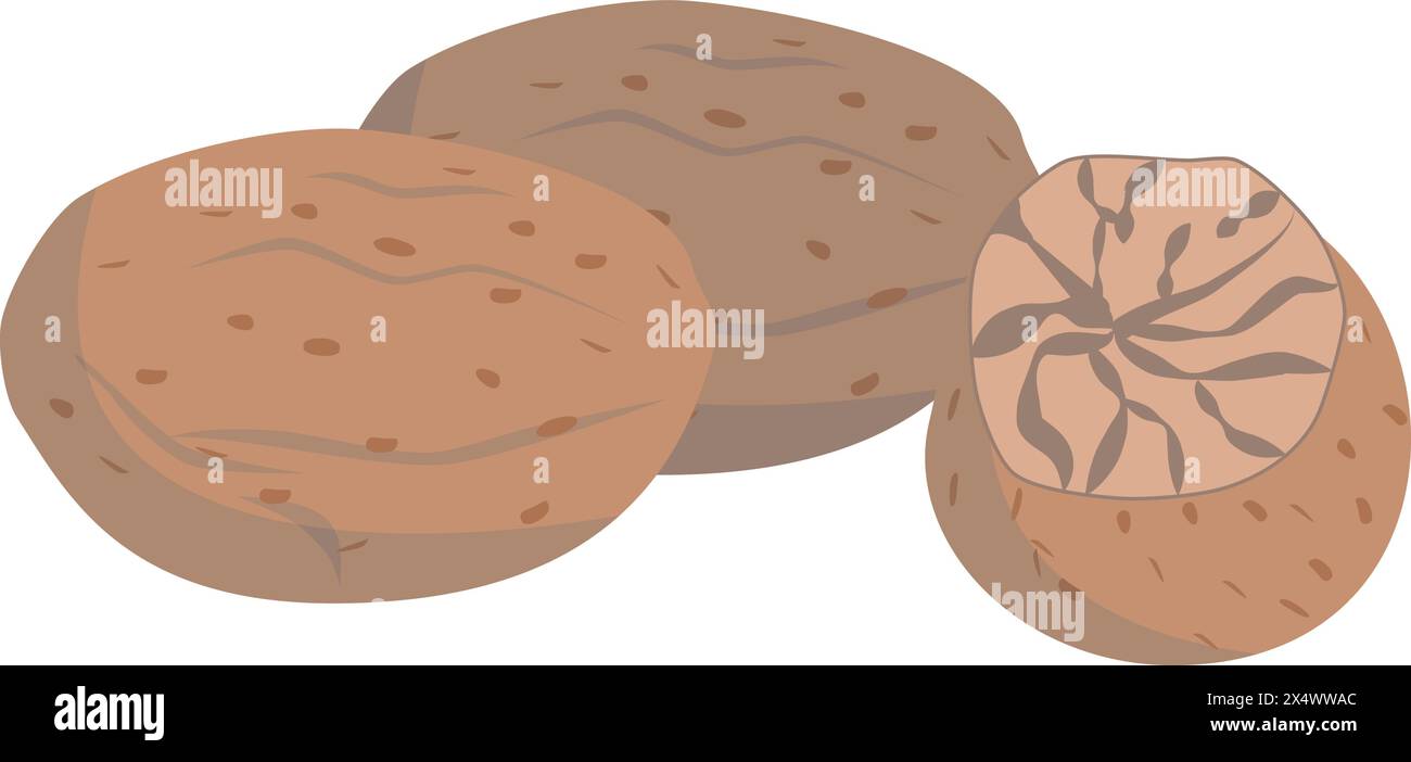 Vector nutmeg illustration isolated in cartoon style. Herbs and Species ...